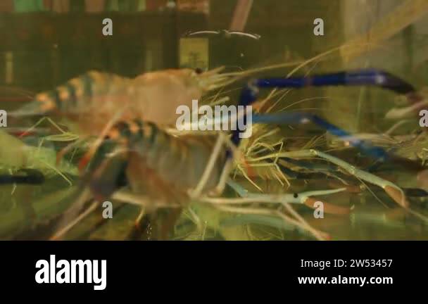 Macrobrachium rosenbergii, also known as the giant river prawn, giant ...