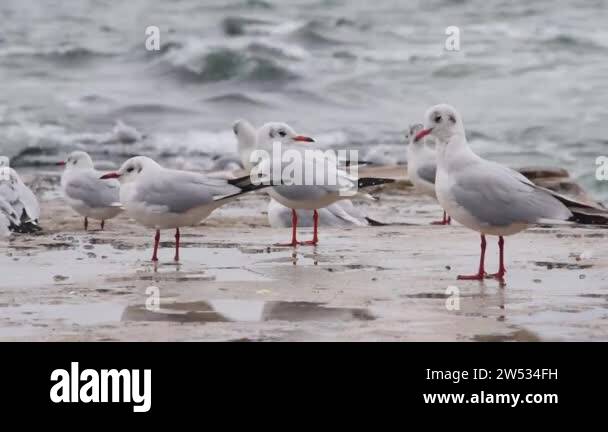 Wild seagulls family resting on concrete pier dock during daytime ...
