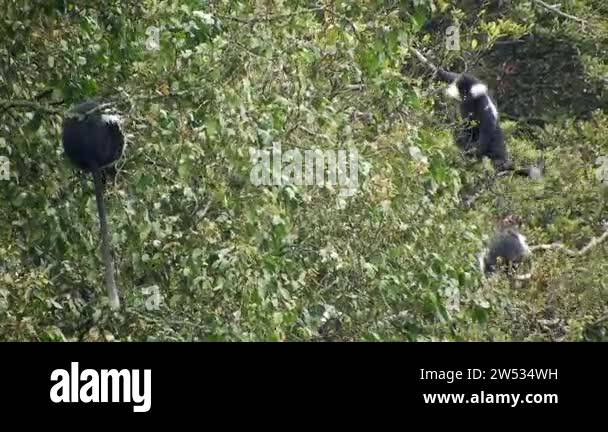 Black White Colobus and Colobi Monkeys at Natural Environment on ...