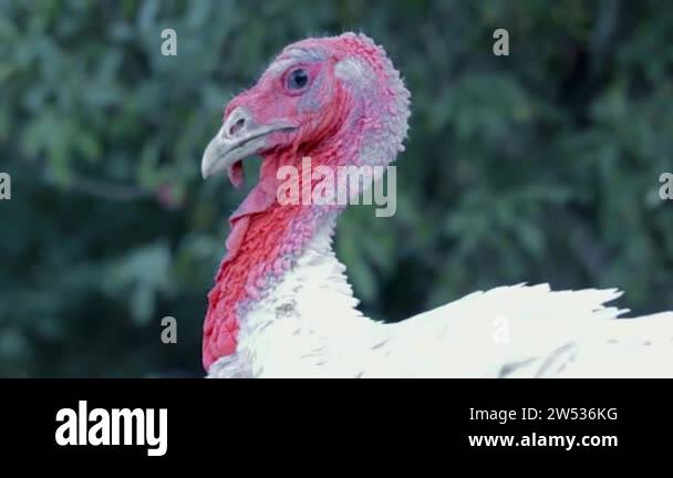 Wildlife strutting Stock Videos & Footage - HD and 4K Video Clips - Alamy