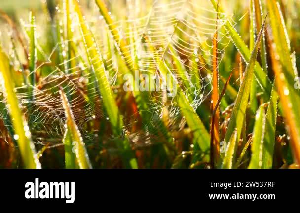 Asian golden rice paddy field vietnam green farm. Harvest agriculture ...