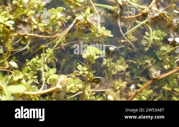 Freshwater lake ecosystem Stock Videos & Footage - HD and 4K Video ...