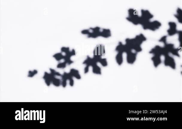 Grapevine Silhouette Shadow Overlay Light Minimal Style Design, Wind ...