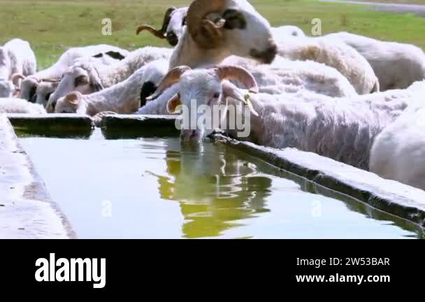 Sheep drinking water Stock Videos & Footage - HD and 4K Video Clips - Alamy