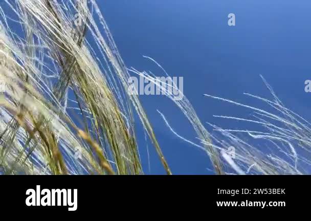 feather grass slowly sways in wind. Vegetation of open steppes, feather ...