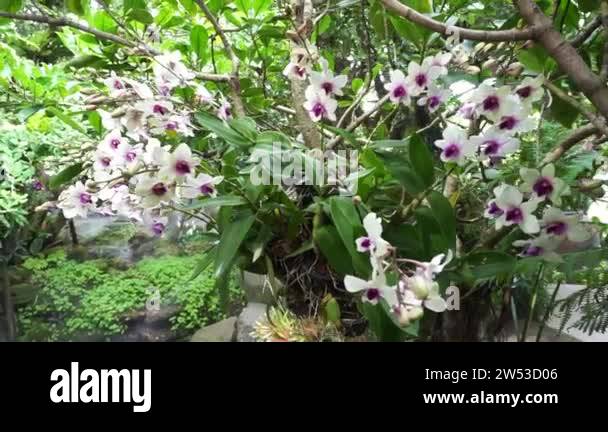 White orchid tree flower Stock Videos & Footage - HD and 4K Video Clips ...