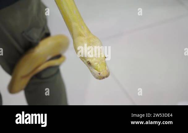 Albino burmese python on male body. Its popular pet in Thailand Stock ...