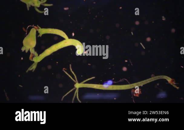 Hydra is a genus of small, fresh-water animals of the phylum Cnidaria ...