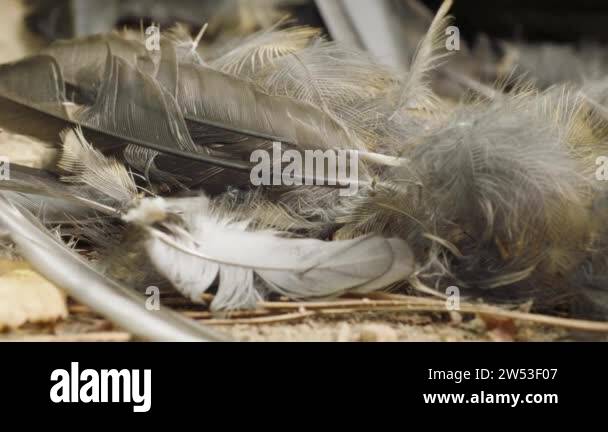 Killer birds Stock Videos & Footage - HD and 4K Video Clips - Alamy