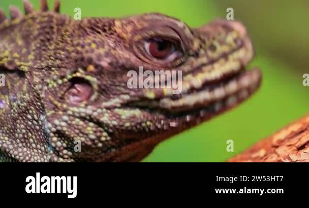 Philippine sailfin lizard, crested lizard, sail-fin lizard, sailfin ...