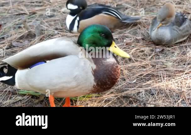 Green iridescent head Stock Videos & Footage - HD and 4K Video Clips ...