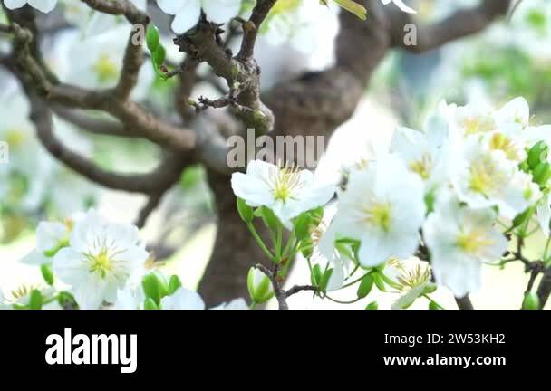 Good luck flower Stock Videos & Footage - HD and 4K Video Clips - Alamy