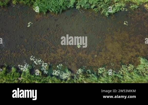 Bog green sludge nature background Stock Videos & Footage - HD and 4K ...