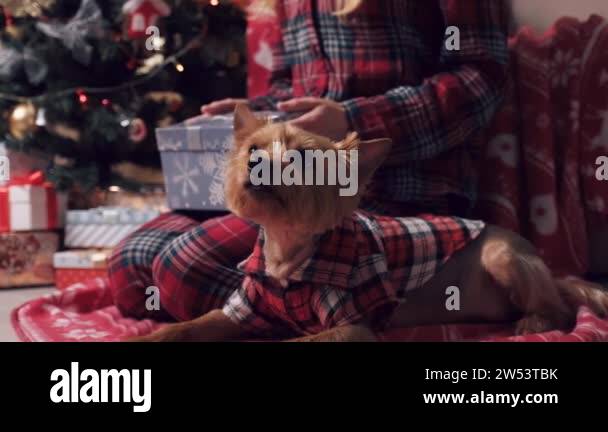 Cute yorkie dog Stock Videos & Footage - HD and 4K Video Clips - Alamy