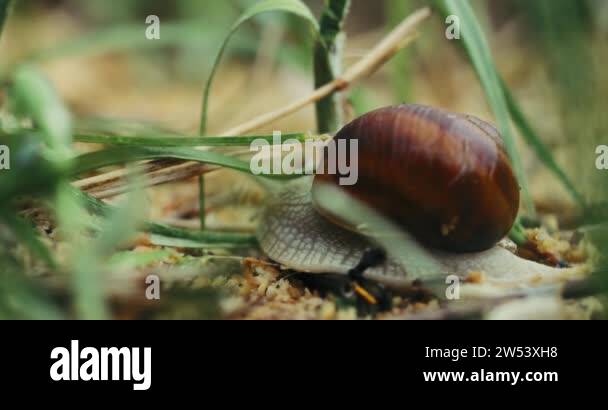 Snail Helix Pomatia Slowly Crawling In Grass. Roman Snail, Burgundy ...