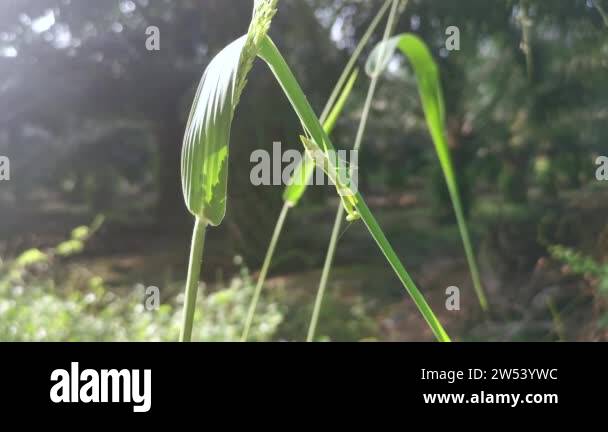 Blady grass Stock Videos & Footage - HD and 4K Video Clips - Alamy