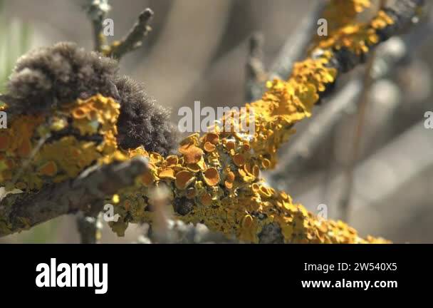 Curled leaf moth Stock Videos & Footage - HD and 4K Video Clips - Alamy
