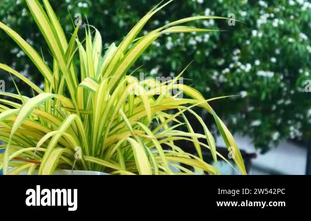 Screw pine plant tree or Pandanus sanderi sander decorated in the ...