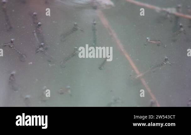 Muddy waters on surface of forest swamp float a larva Mosquito, stage ...