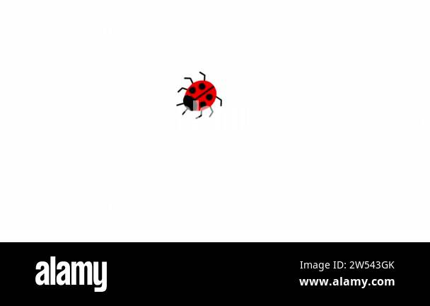 Ladybug vector Stock Videos & Footage - HD and 4K Video Clips - Alamy