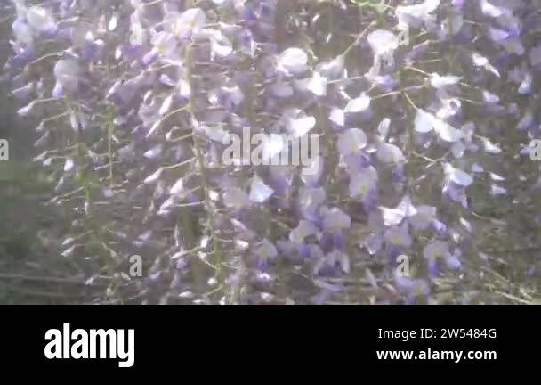 Flower fabaceae Stock Videos & Footage - HD and 4K Video Clips - Alamy
