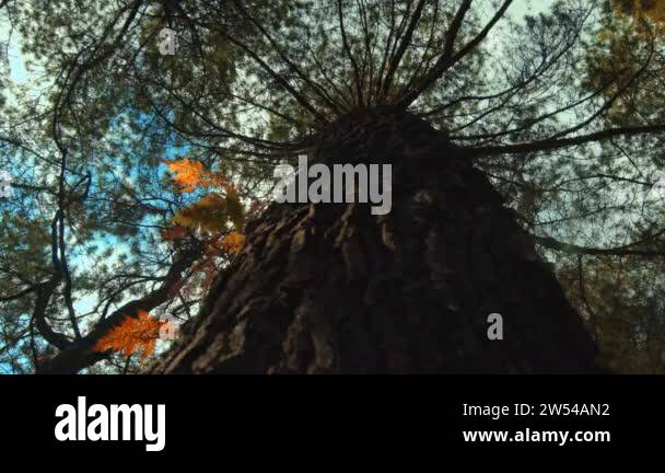 Beautiful green forest with a large tall tree with coarse bark and ...