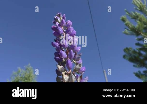 Lupin lupinus close up Stock Videos & Footage - HD and 4K Video Clips ...