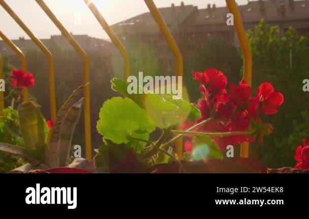 Geranium flower on balcony Stock Videos & Footage - HD and 4K Video ...