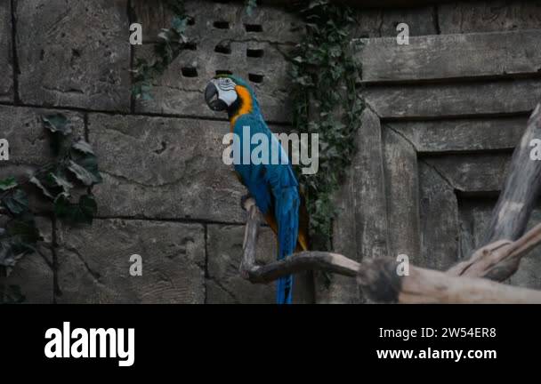 Extinct parrot Stock Videos & Footage - HD and 4K Video Clips - Alamy