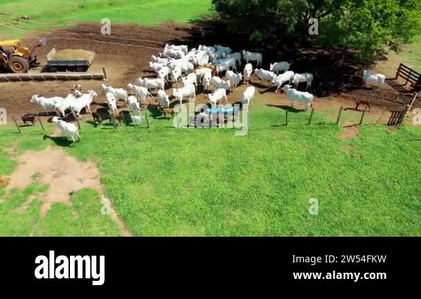 Livestock animals in the pasture. Rural life scene. Countryside view ...