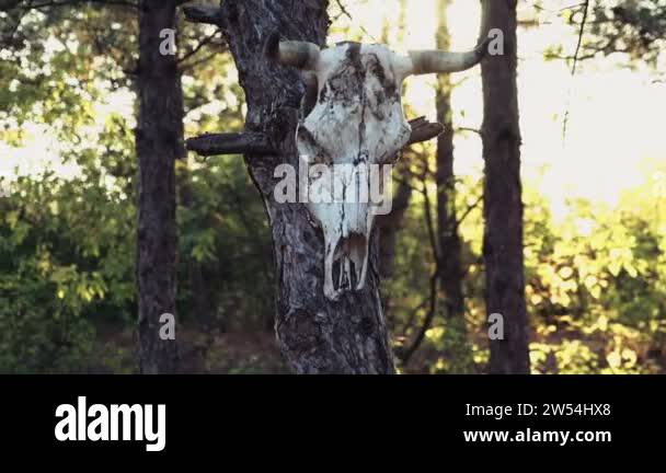Hanging death tree Stock Videos & Footage - HD and 4K Video Clips - Alamy