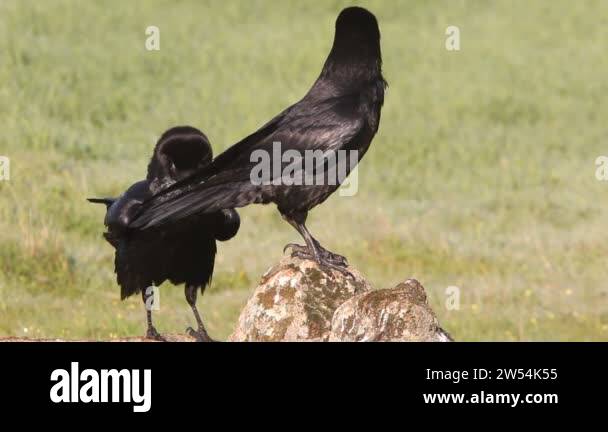 Common raven male and female with the first light of dawn Stock Video ...