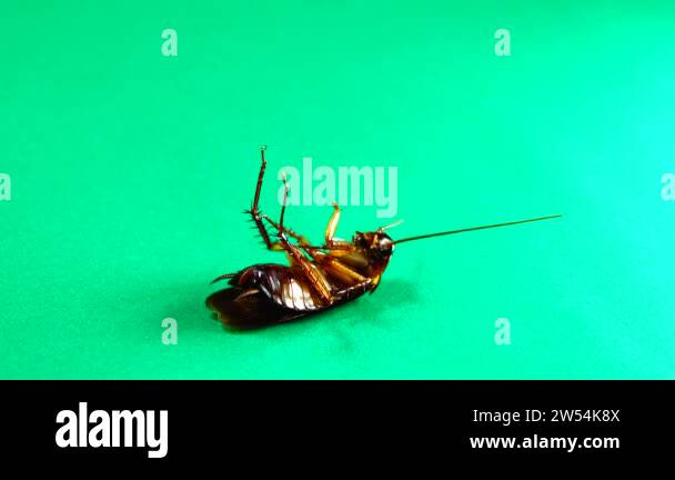 cockroach. American cockroaches on green background. cockroaches eating ...