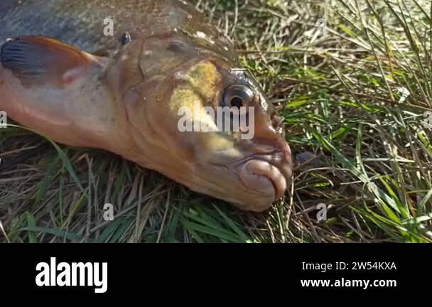 Bream head Stock Videos & Footage - HD and 4K Video Clips - Alamy