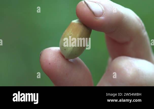 Nut species Stock Videos & Footage - HD and 4K Video Clips - Alamy