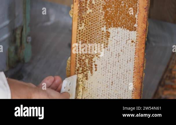 Comb capping Stock Videos & Footage - HD and 4K Video Clips - Alamy