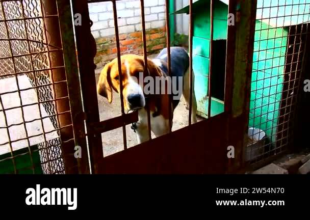 The pega Stock Videos & Footage - HD and 4K Video Clips - Alamy