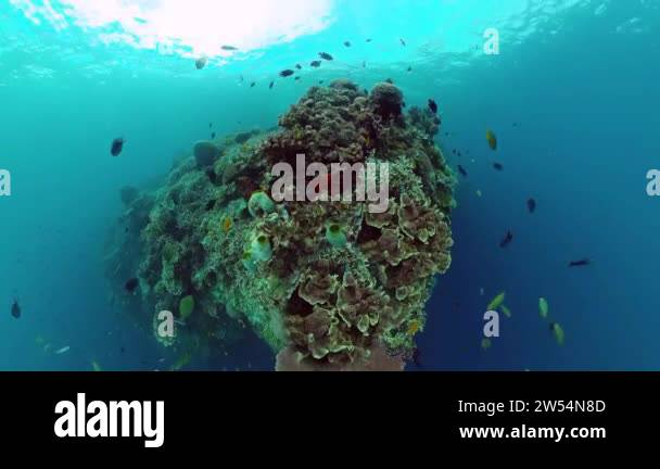 The underwater world of a coral reef. Panglao, Philippines Stock Video ...