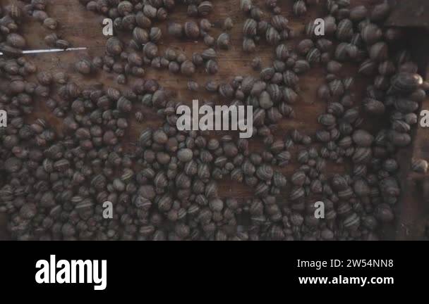 Growing snails. ranks on a snail farm. Growing snails on a farm Stock ...