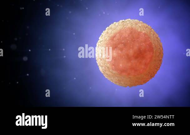 Sperm, spermatozoons swimming around a human egg cell. Fertilization 3d ...