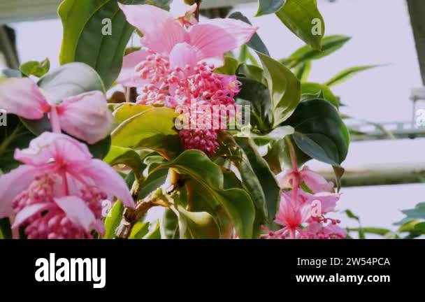 Berries of Medinilla magnifica, also known as rose grape. Tropical ...