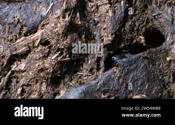 Switzerland insects Stock Videos & Footage - HD and 4K Video Clips - Alamy