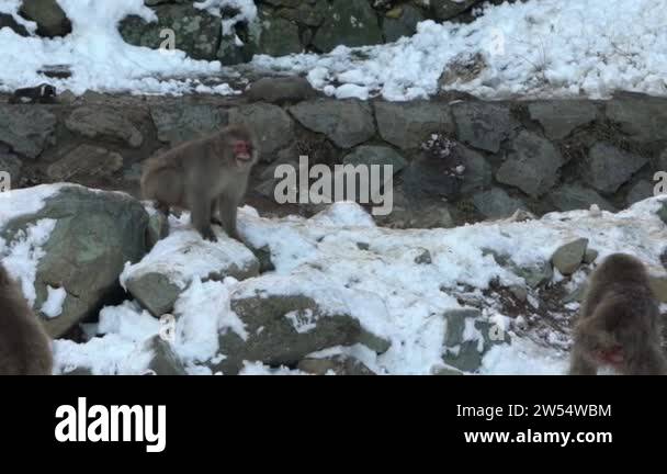 Slow motion. The Jigokudani Monkey Park offers visitors the experience ...