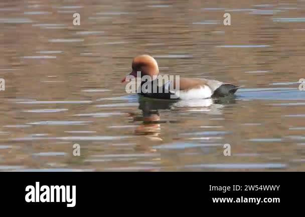 Red sea wildlife Stock Videos & Footage - HD and 4K Video Clips - Alamy