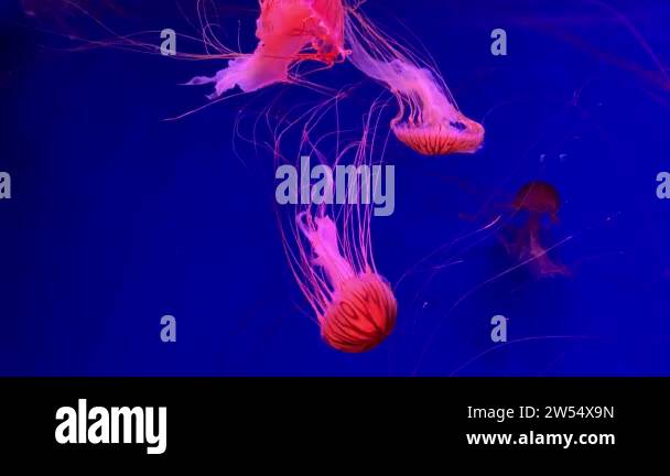 4K. a group of fluorescent jellyfish swimming in an aquarium pool ...