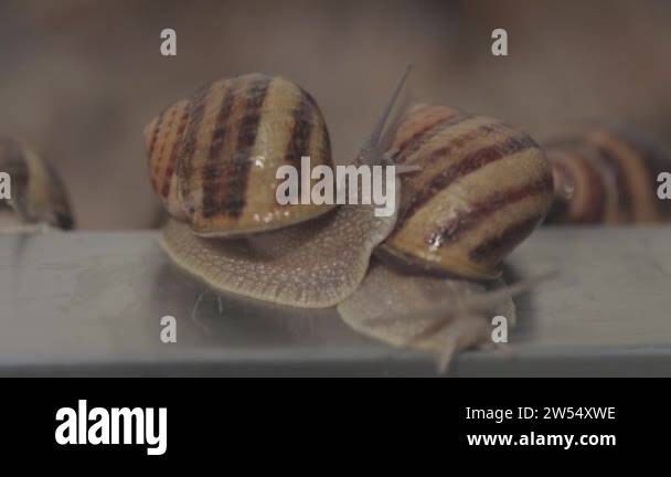 Industrial cultivation of snails. Breeding snails. Many snails close-up ...