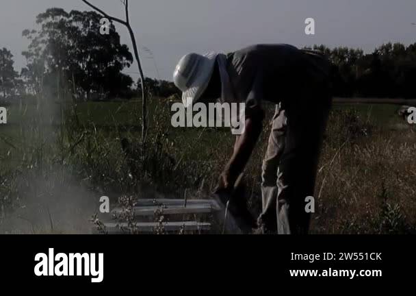 A Beekeeper inspecting a Hive Frame, Man holding Bee Hive Frame and Bee ...