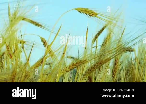 The quiver Stock Videos & Footage - HD and 4K Video Clips - Alamy