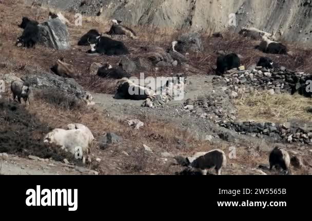 Shot of mountain animals carrying loads on a pathway in Nepal Stock ...