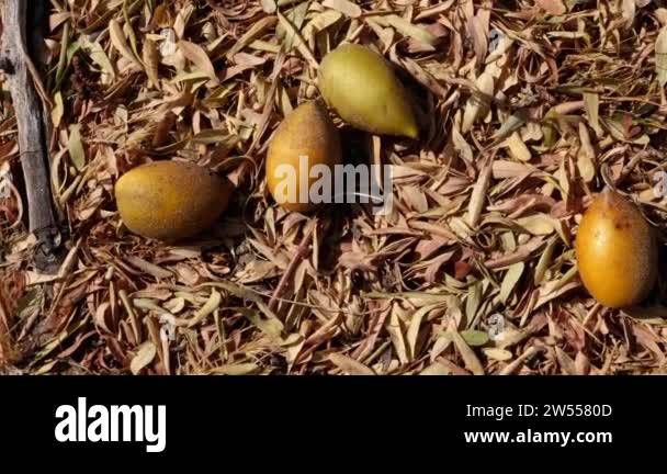 Ripe Argan nuts lay on the ground for harvesting. The nuts give the ...